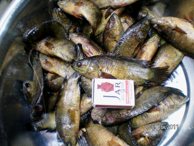 fresh water fish (Puyo) in Philippines | Fishing Photo