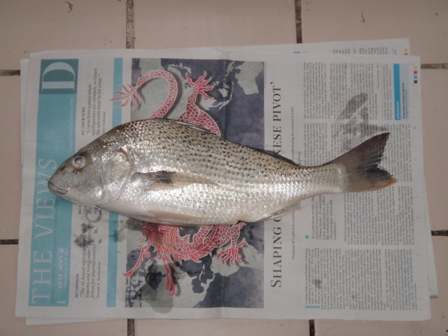 LARGE SILVER GRUNT - NAGROOR | Fishing Photo