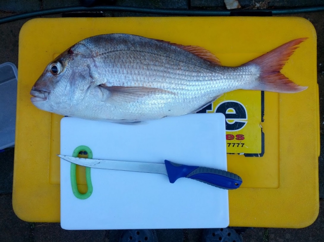 47 cm kawa kawa bay snapper | Fishing Photo
