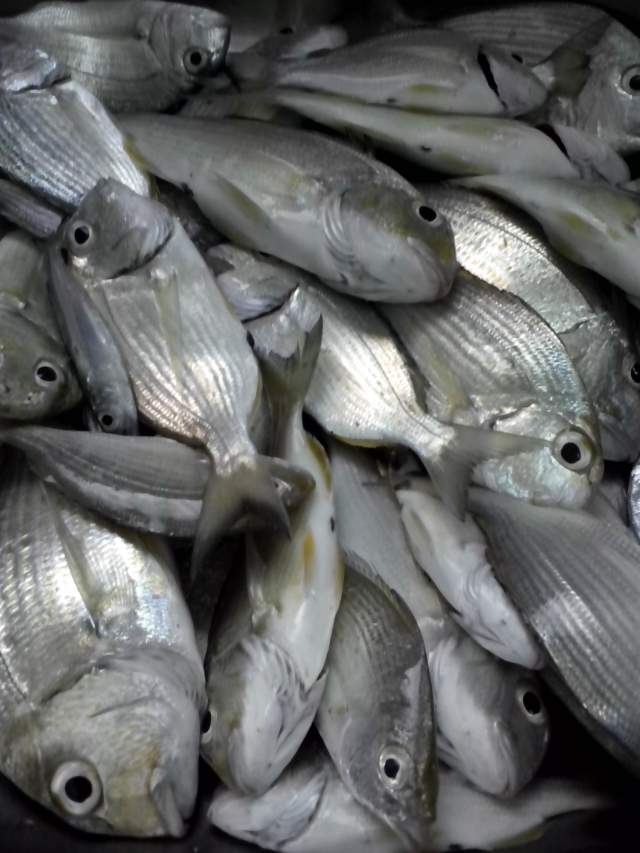 @dammam corniche | Fishing Photo