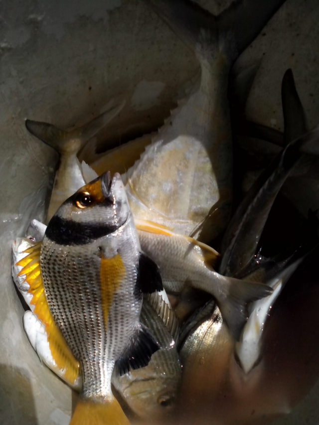 my catch at al murjan island dammam cornech | Fishing Photo