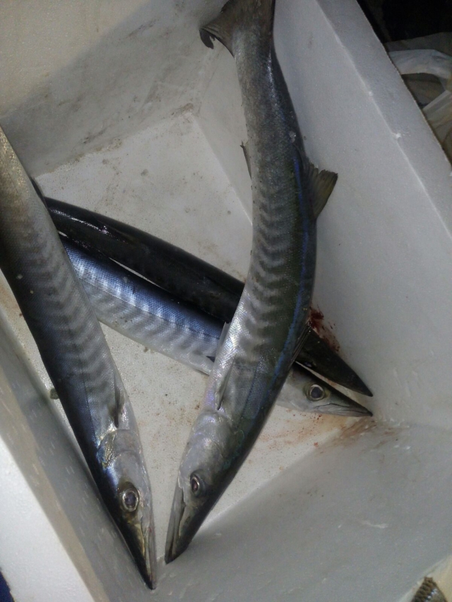 BARRACUDA CATCH | Fishing Photo