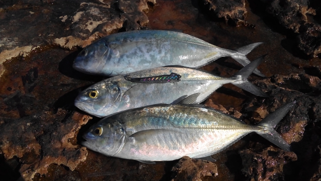 Shrimp scad | Fishing Photo