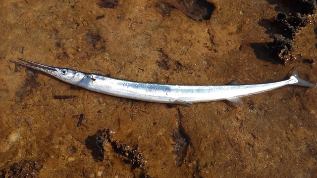 Garfish | Fishing Photo