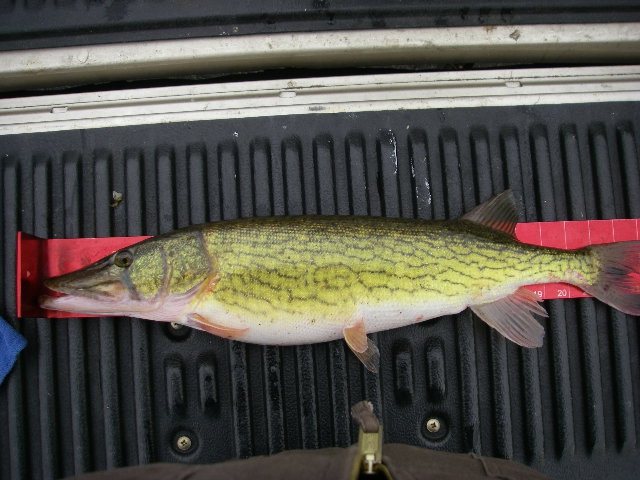 Pickerel | Fishing Photo