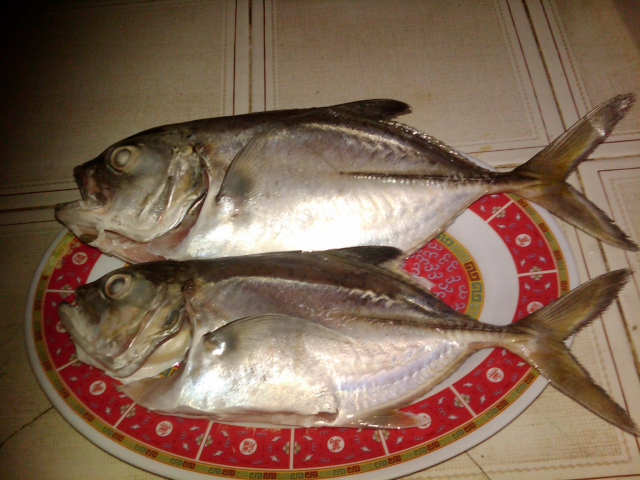 COJINUA O CHACHARITA | Fishing Photo