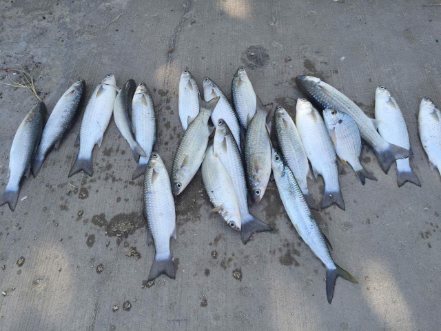 SEA MULLET (BANAK) | Fishing Photo