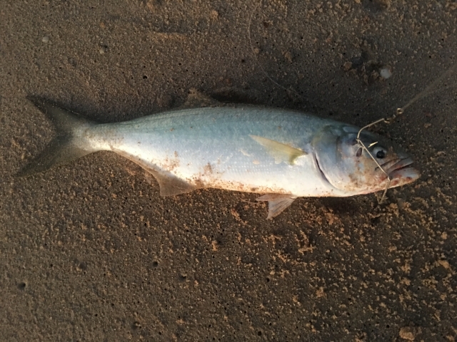 West Australian Tailor | Fishing Photo