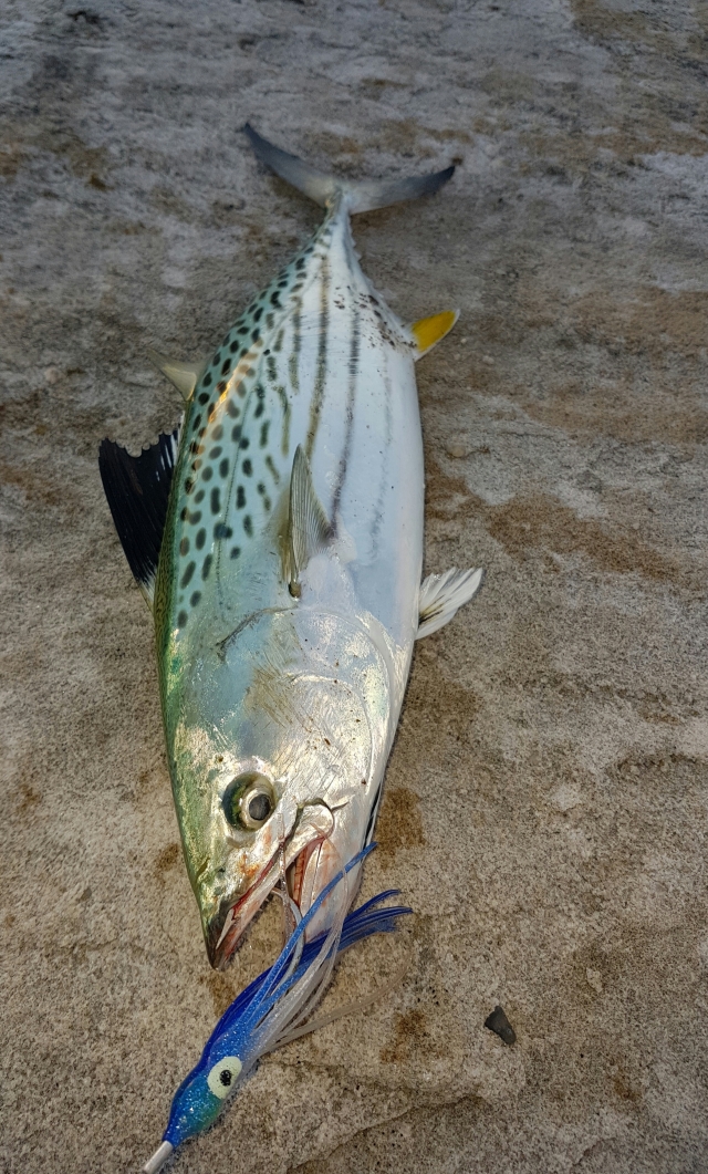 Watsons leaping bonito | Fishing Photo