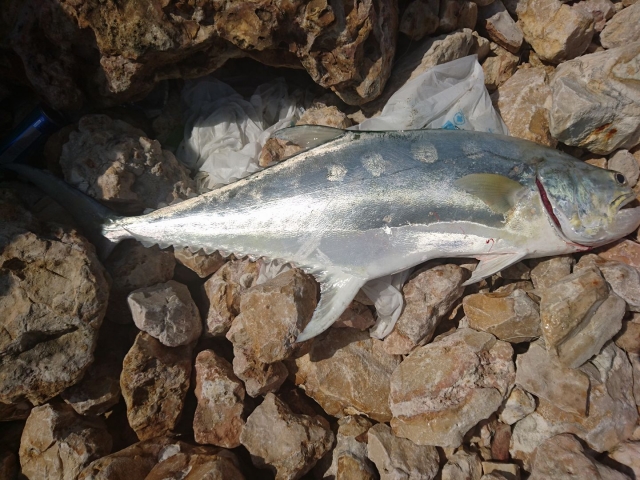 2nd 5kg Queenie | Fishing Photo