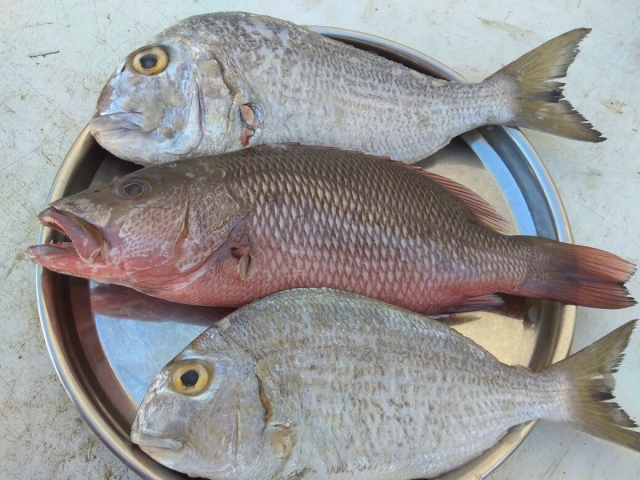 Mangrove jack and white koffer | Fishing Photo