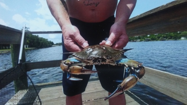 Monster Blue Crab Jacksonville Florida | Fishing Photo