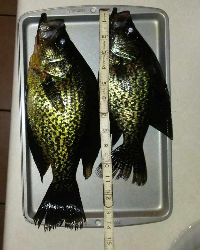 Specks | Fishing Photo