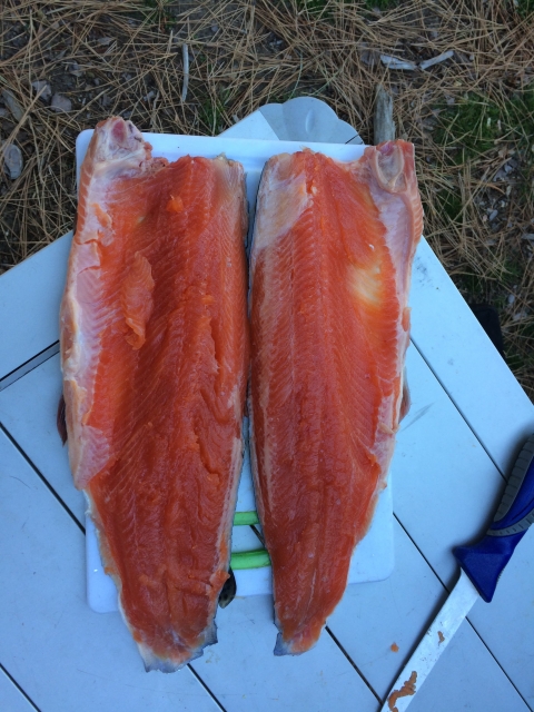 amazingly red rainbow trout fillets | Fishing Photo