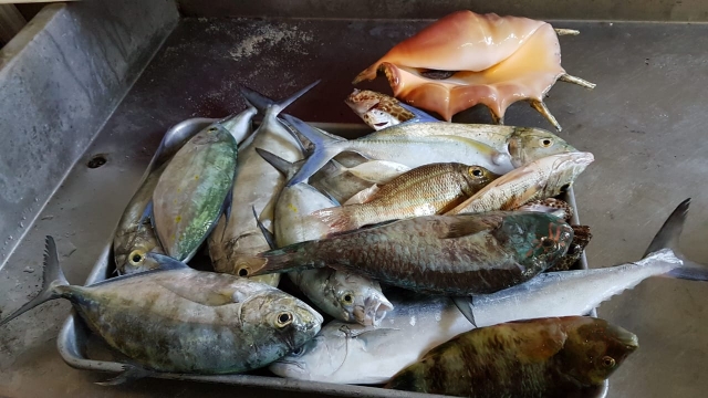 Guam reef | Fishing Photo