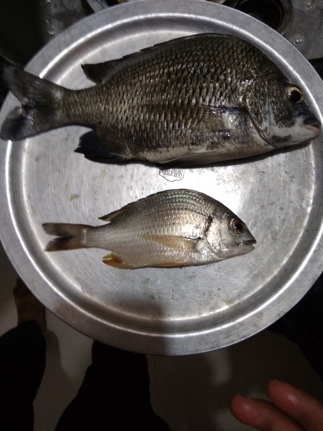 Emperor Fish | Fishing Photo