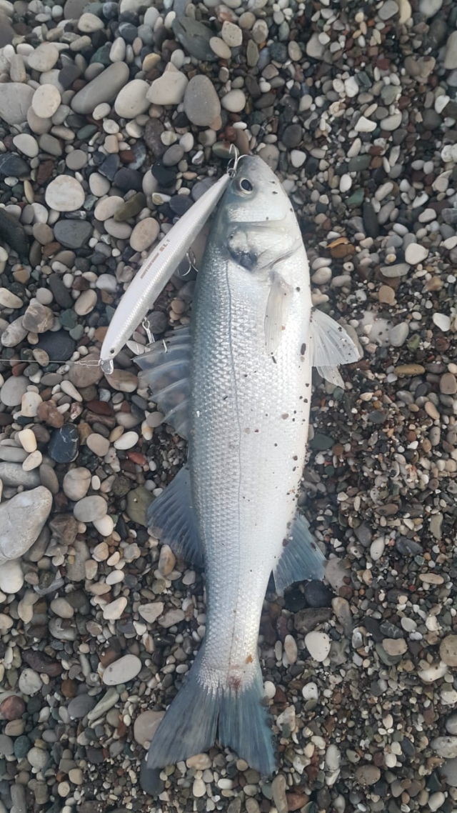 European seabass by Daiwa SL F | Fishing Photo