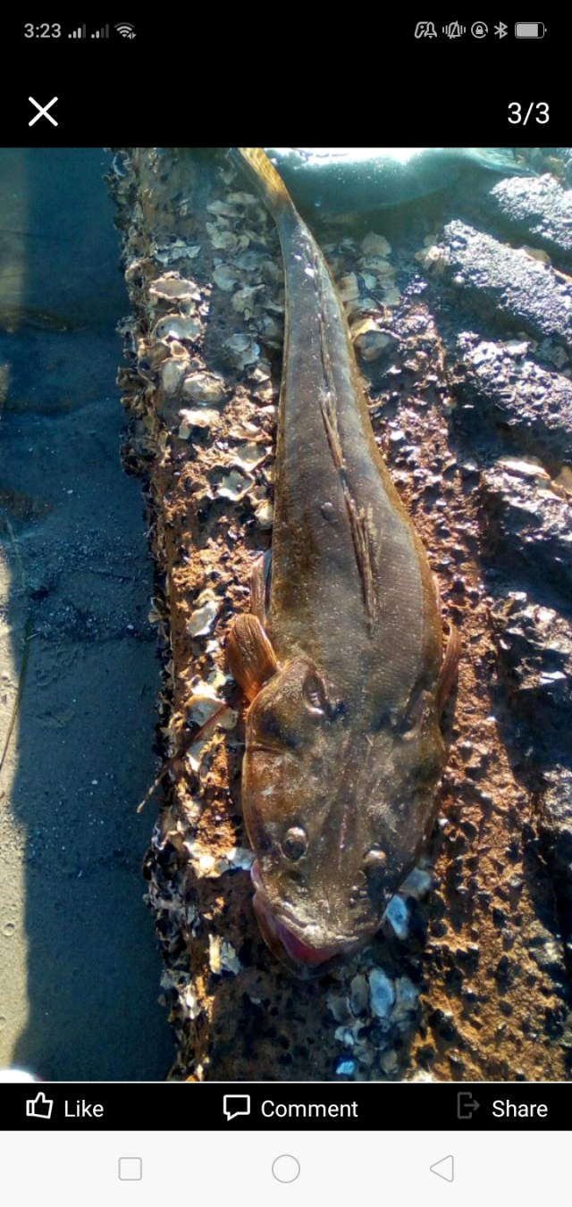 Flathead | Fishing Photo