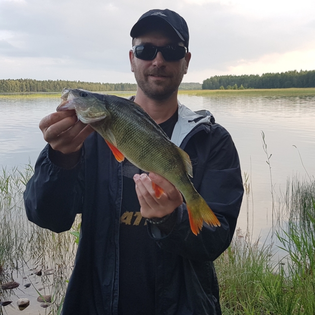 Nice big swedish perch | Fishing Photo