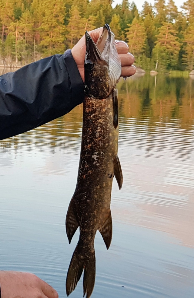 Swedish Pike | Fishing Photo