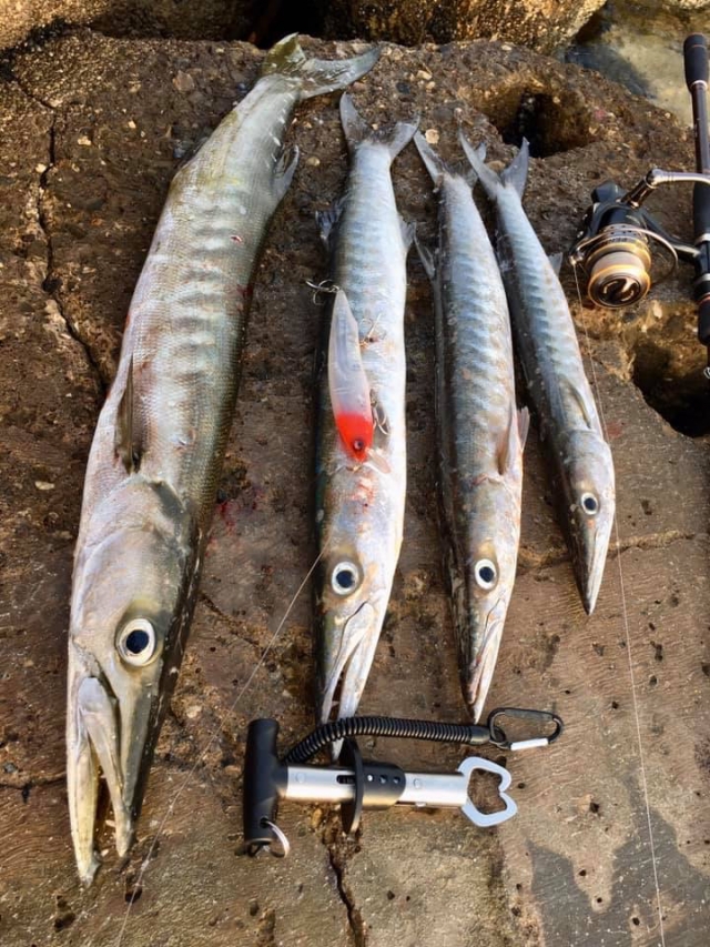 Barracuda | Fishing Photo