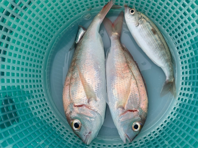 Common pandora | Fishing Photo