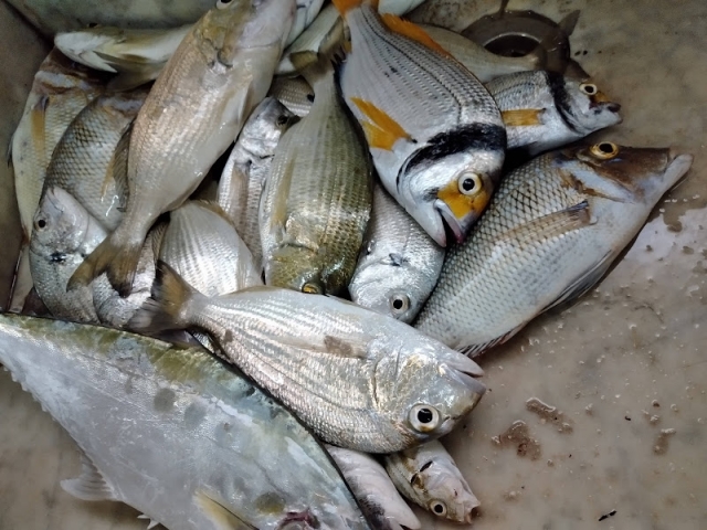 mixed | Fishing Photo