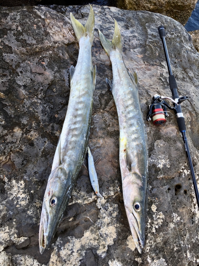 Barracuda | Fishing Photo