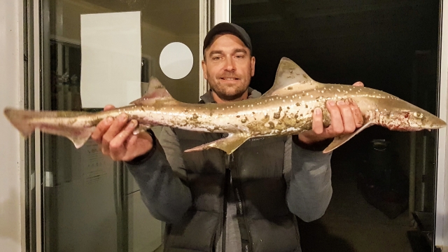 Spotted dogfish / rig shark / gummy shark | Fishing Photo