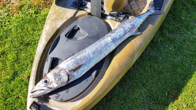 and another barracouta day... | Fishing Photo