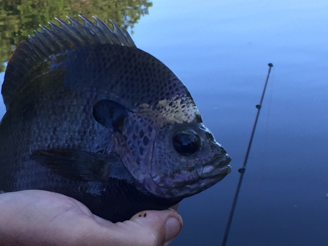 Bluegill Bull | Fishing Photo