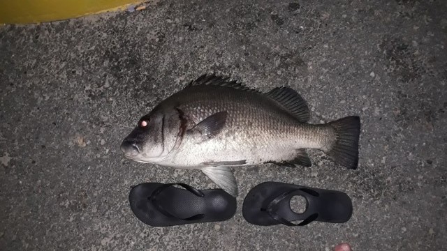 Blubber lip bream | Fishing Photo