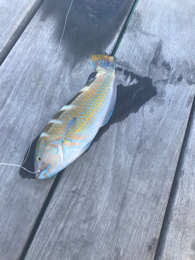 Parrot Fish | Fishing Photo