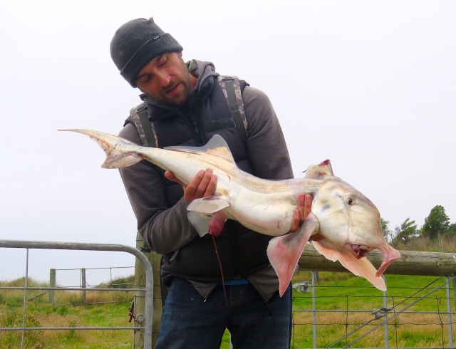 elephant fish, new zealand | Fishing Photo