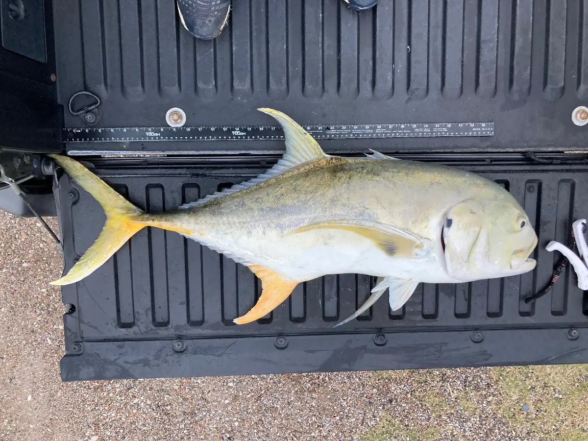 41.5" Crevalle Jack | Fishing Photo